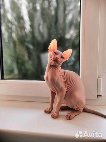 Донской сфинкс