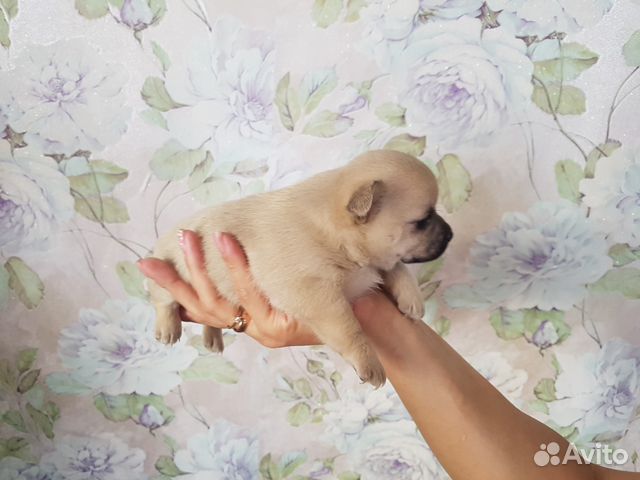 Мини мальчишечка чихуа