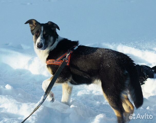 Волшебная и невероятно милая собачка-подросток