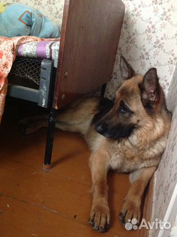 Отдам немку