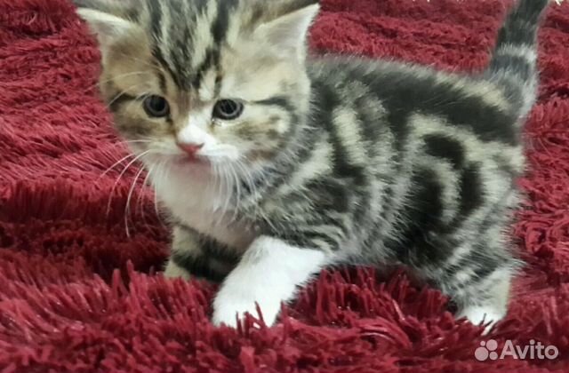 Британский котенок