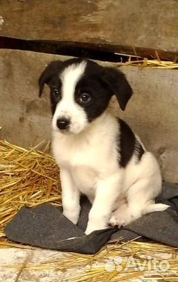 Самый замечательный песик