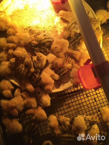 Продаю птенцов перепелов