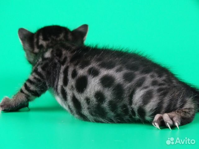 Бенгальские котята "розетка на золоте"