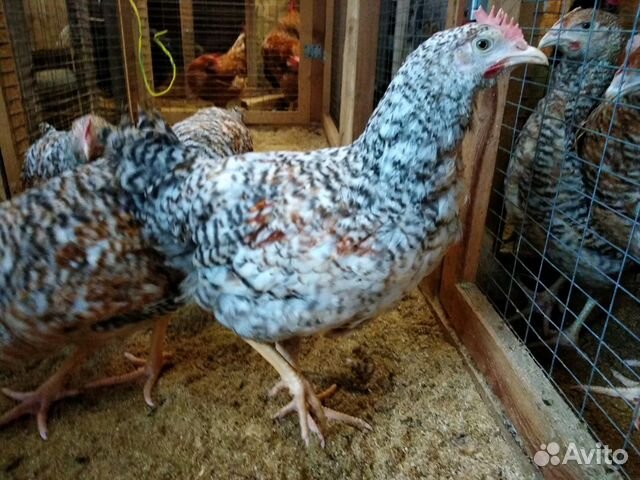 Билефельдер