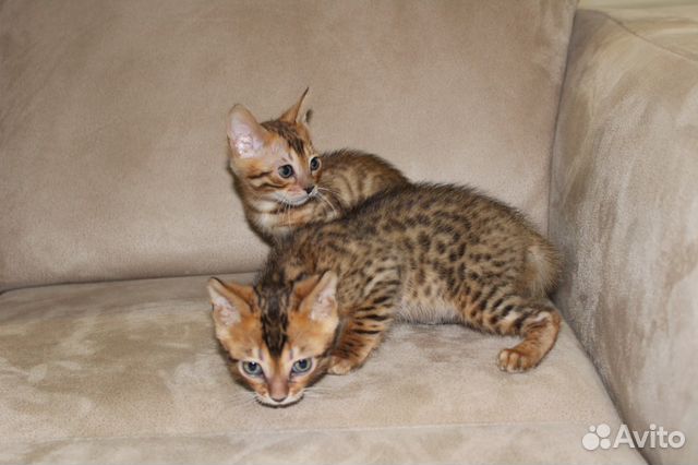 Ребята-бенгалята