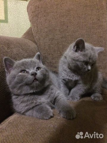 Британская