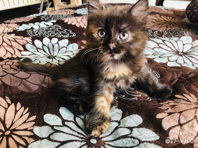 Мейн-кун котенок