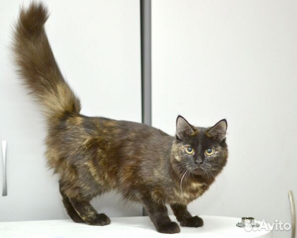 Пушистый хвостик