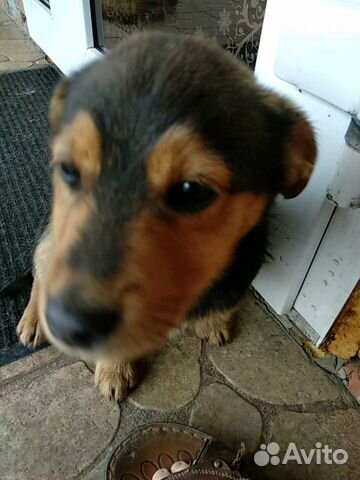 Продам двух очаровательных щенят