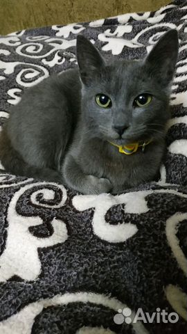 Кошечка похожая на русскую голубую