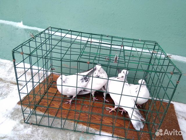 Венские голуби