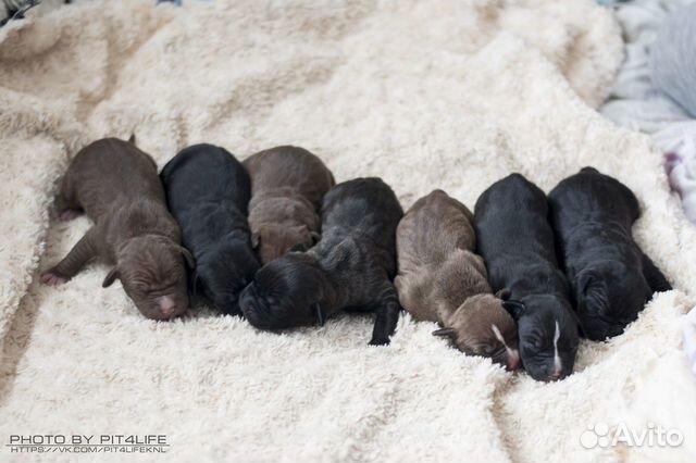 Щенки питбуля из питомника