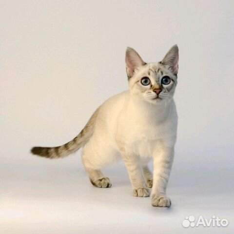 Тайские котята с родословной