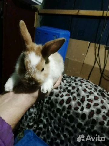Кролик
