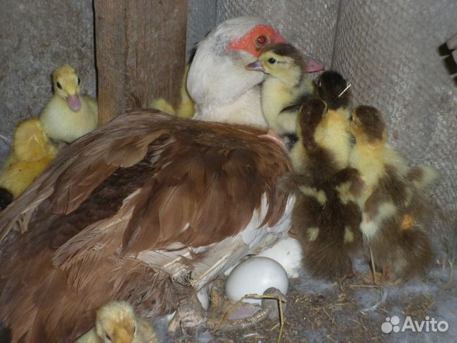 Шептуны (индоутки)