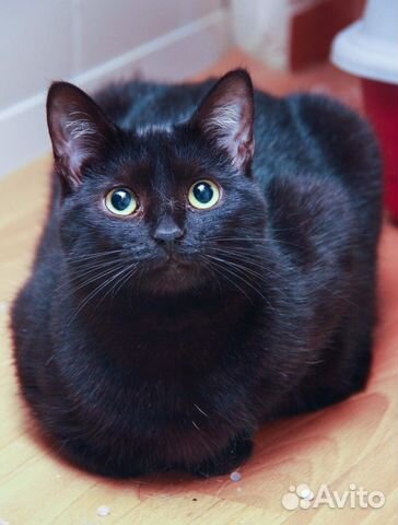 Кошка в добрые руки