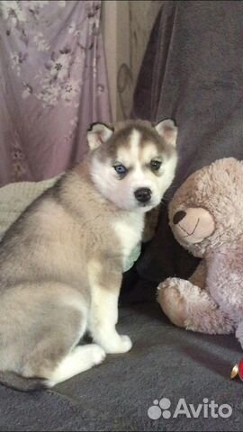 Сибирский хаски