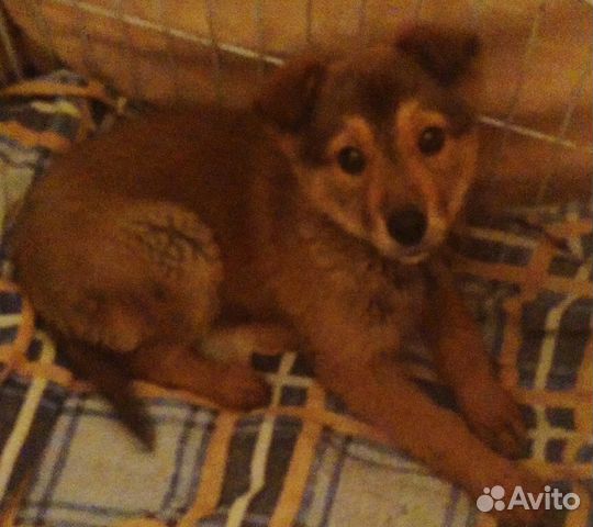 Рыжая Люсенька