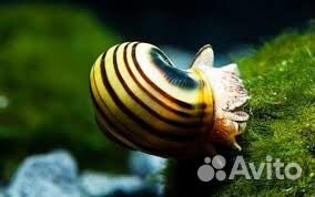 Улитка Эльф, Зебра, Спикси