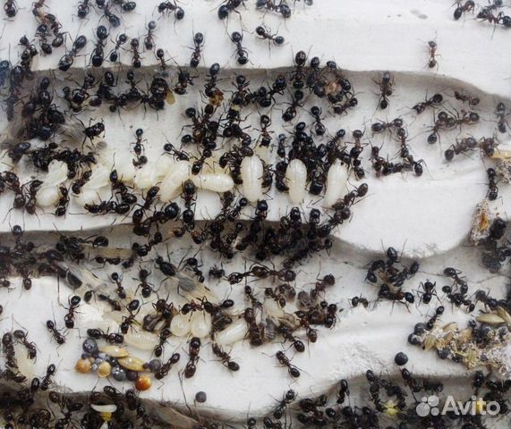 Муравьи Messor жнецы