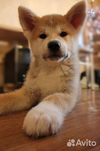 Ваш верный друг - Акита