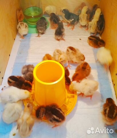 Продам цыплят петухов Доминант,зелёное яйцо