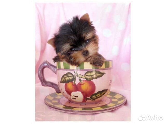 Йорочка Мини Мини