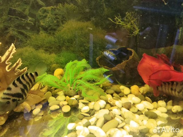 Отдам цихлидов черно-полосатые