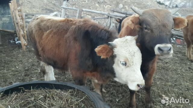 Бычки, телки