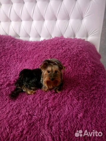 Вязка Йоркширский терьер мини