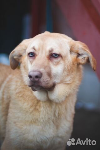 Метис хаски Милка