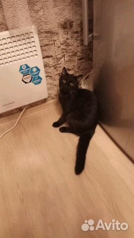 Кот 6 мес