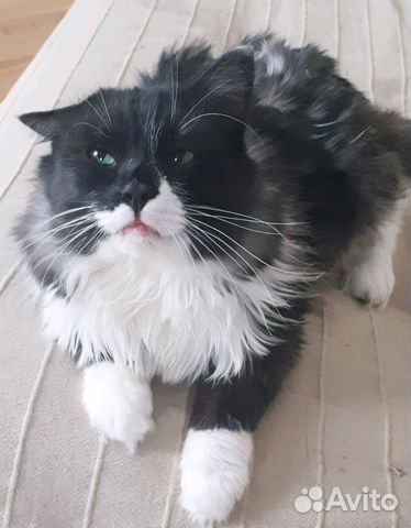 Мейсон отдам в добрые руки