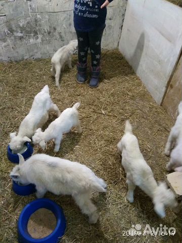 Козлята новорожденные