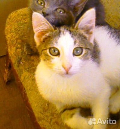 Очаровательная и шустрая Марфуша ищет Семью