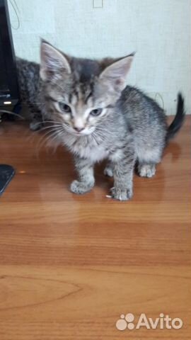 Отдаю домашних котят хорошим людям