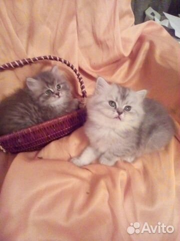 Персидские комочки на 8 марта