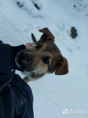 Собака вероятно немецкая или кавказкая очарка