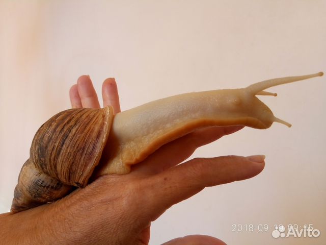 Улитки Ахатины