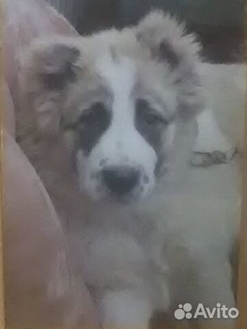 Кавказцы черной масти