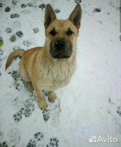 Сабака в добрые руки