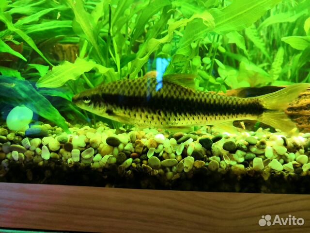 Sae - Сиамский водорослеед