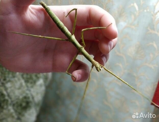 Палочники (экзотические насекомые )