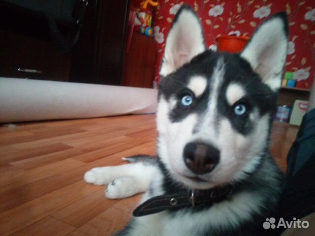 Голубоглазые щеночки