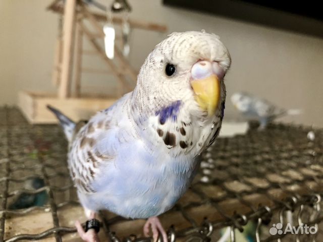 Ввп,получех,птенец, девочка ручная