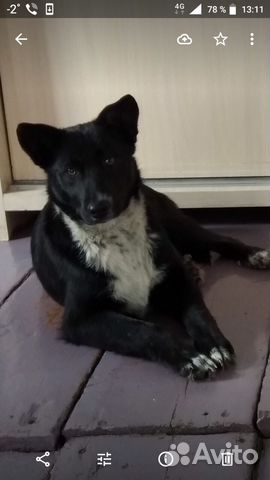 Блэки ищет дом