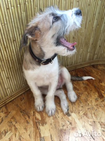 Мальчонка мечтает о самых добрых родителях