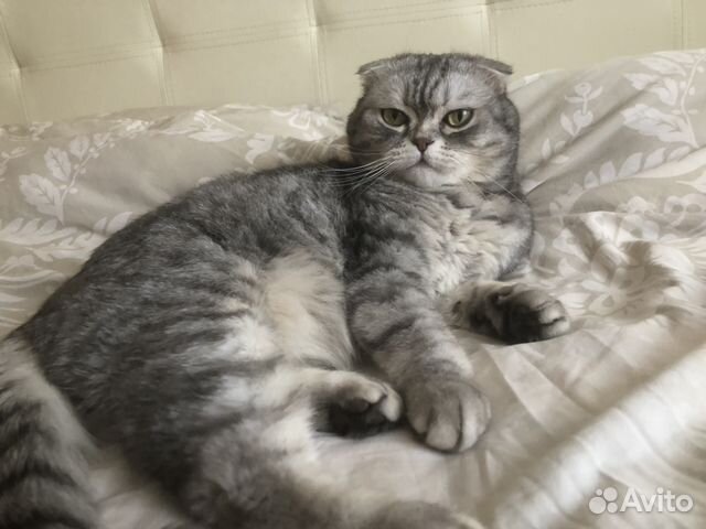 Шотландский кот