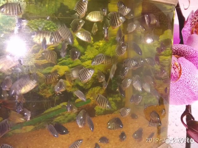 Северум красноплечий